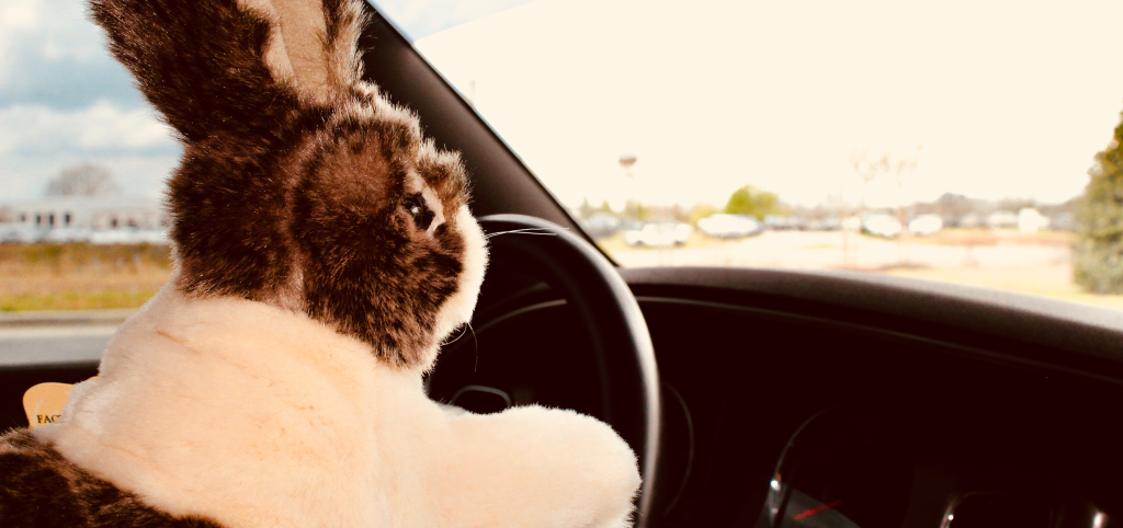 Small Animals, Big Impact: How They Can Damage Your Vehicle